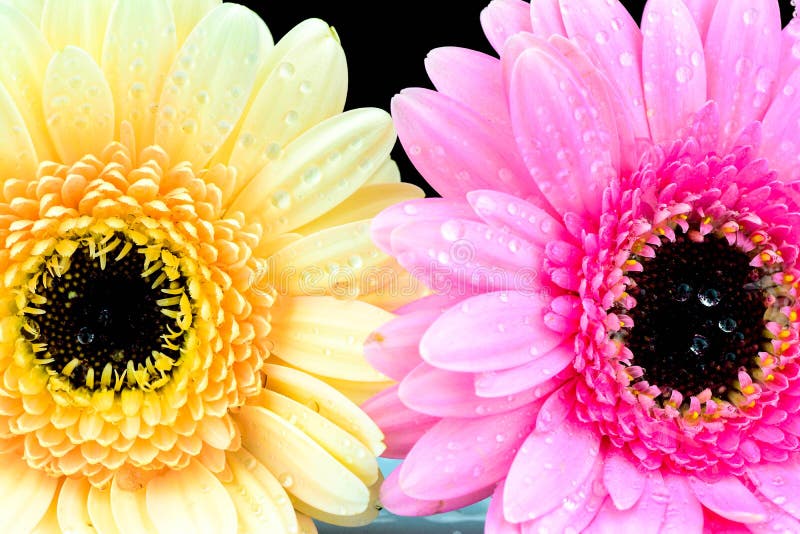 Mixed daisy flowers stock image. Image of chamomile, daisy - 47427851