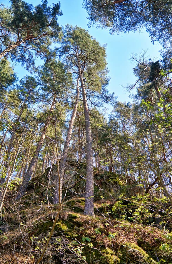 Mixed Deciduous and Coniferous Forest of Beech and Pine on a Slope ...