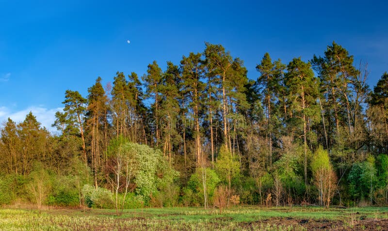 Mixed Deciduous-coniferous Forest Landscape Stock Photo - Image of ...
