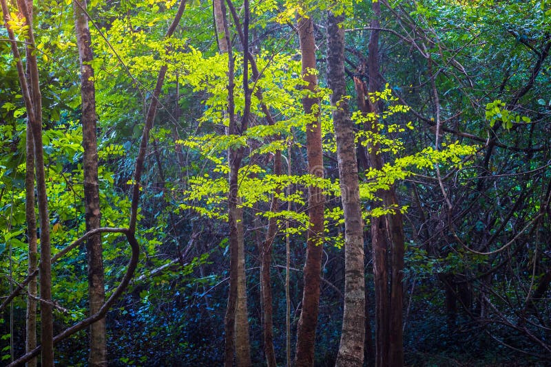 The Mixed Deciduous Forest in the Spring Stock Image - Image of flowers ...