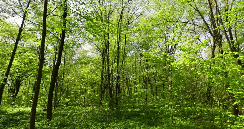 Mixed Deciduous Forest in Spring, Different Types of Trees Stock ...