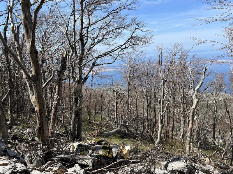 Mixed Deciduous Mountain Forest Several Years after a Devastating Fire ...