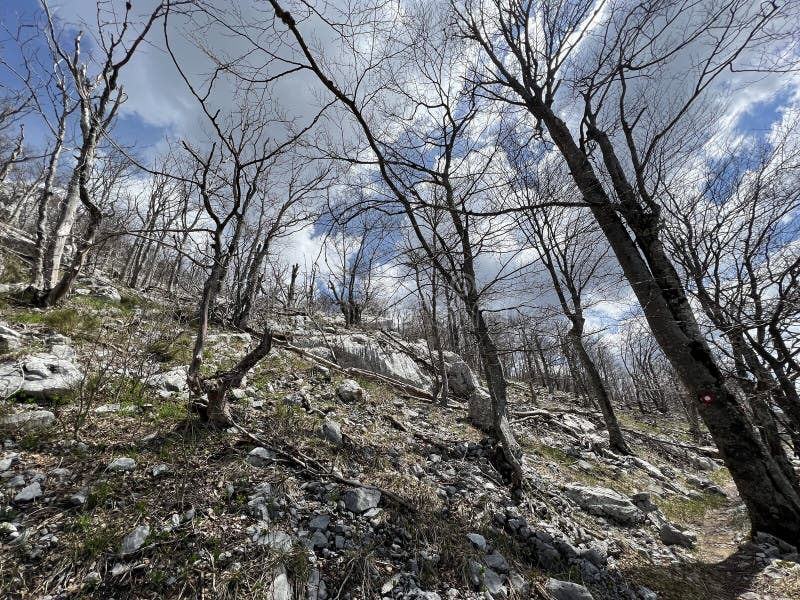 Mixed Deciduous Mountain Forest Several Years after a Devastating Fire ...