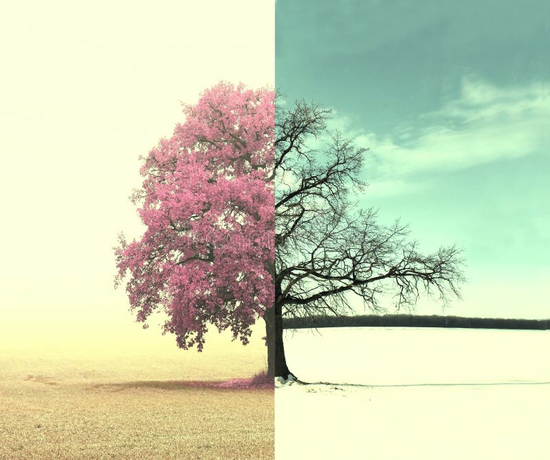 Mixed Different Sides of Tree with Changing Seasons from Winter To ...