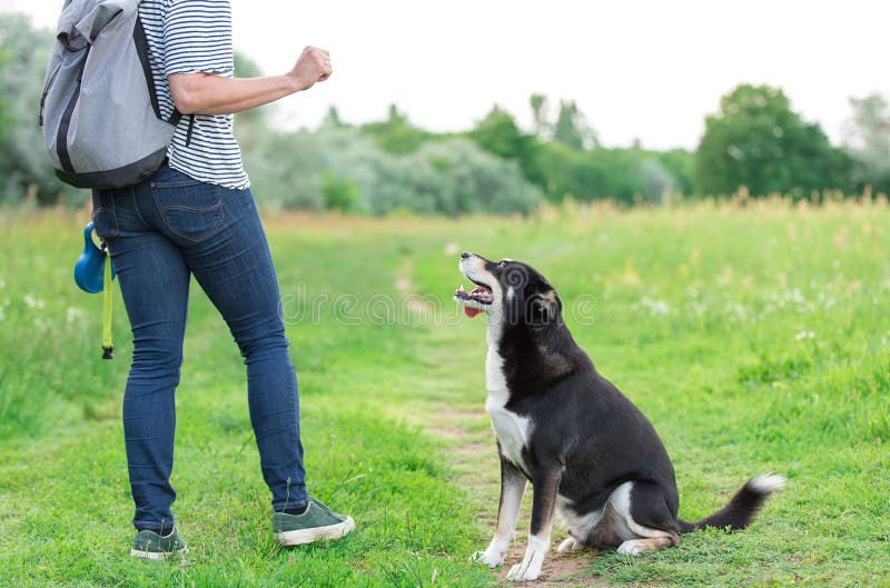 Mixed Dog Look His Owner in Dog Training in the Field Stock Image ...