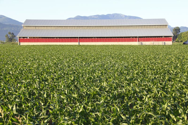 Mixed Farming stock photo. Image of farm, thick, agriculture - 55153868