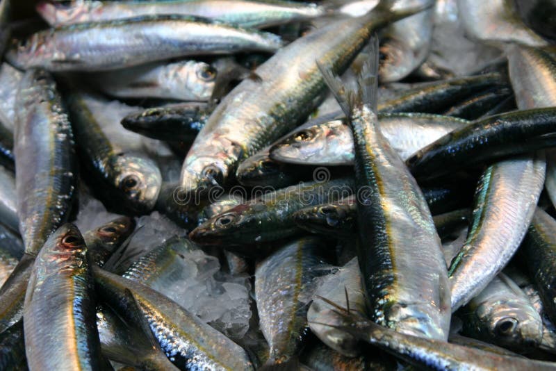 Mixed fish stock photo. Image of food, seafood, fish - 52717856