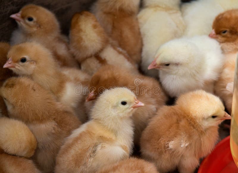 Mixed Flock of Pure Breed Chicks Stock Photo - Image of agriculture ...