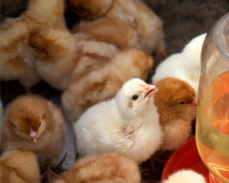 Mixed Flock of Pure Breed Chicks Stock Photo - Image of feed, drinking ...