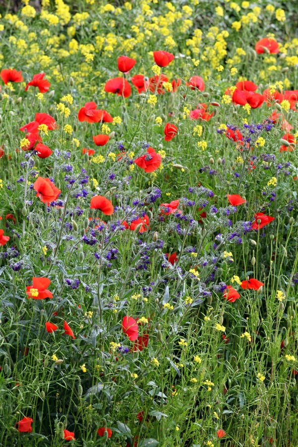 Mixed Flowers, Field of Poppies Stock Photo - Image of roses, gift ...