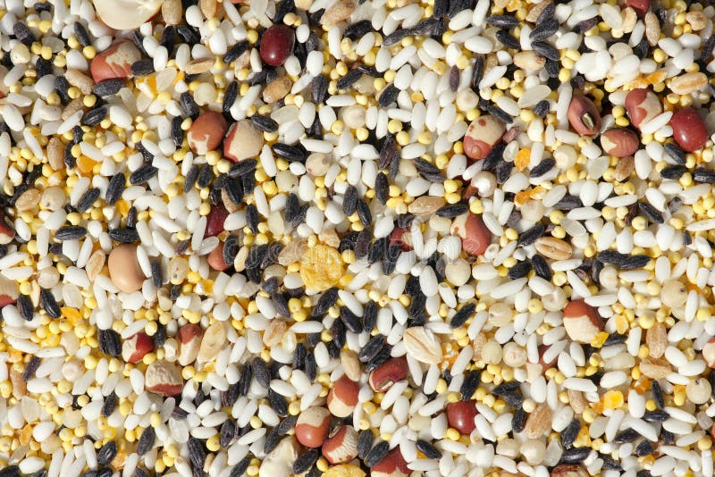 Wheat stock photo. Image of background, food, farm, spindly - 23331738