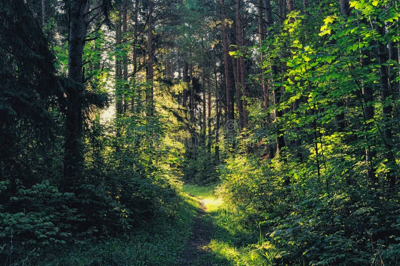 Mixed Forest stock image. Image of scenic, deciduous - 22762411