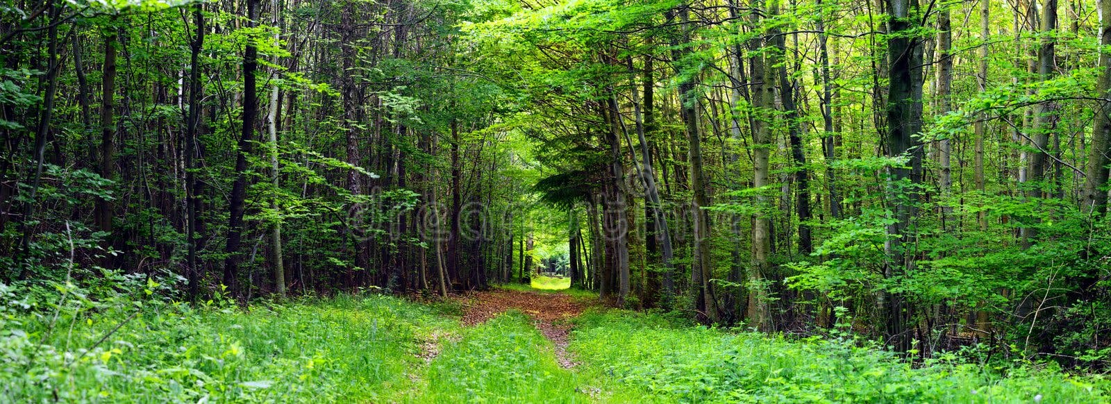 Mixed forest stock photo. Image of tree, foliage, outdoor - 29510284