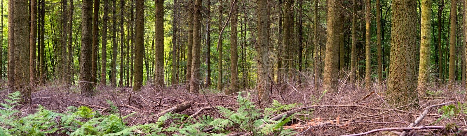 Mixed forest stock photo. Image of tree, foliage, outdoor - 29510284