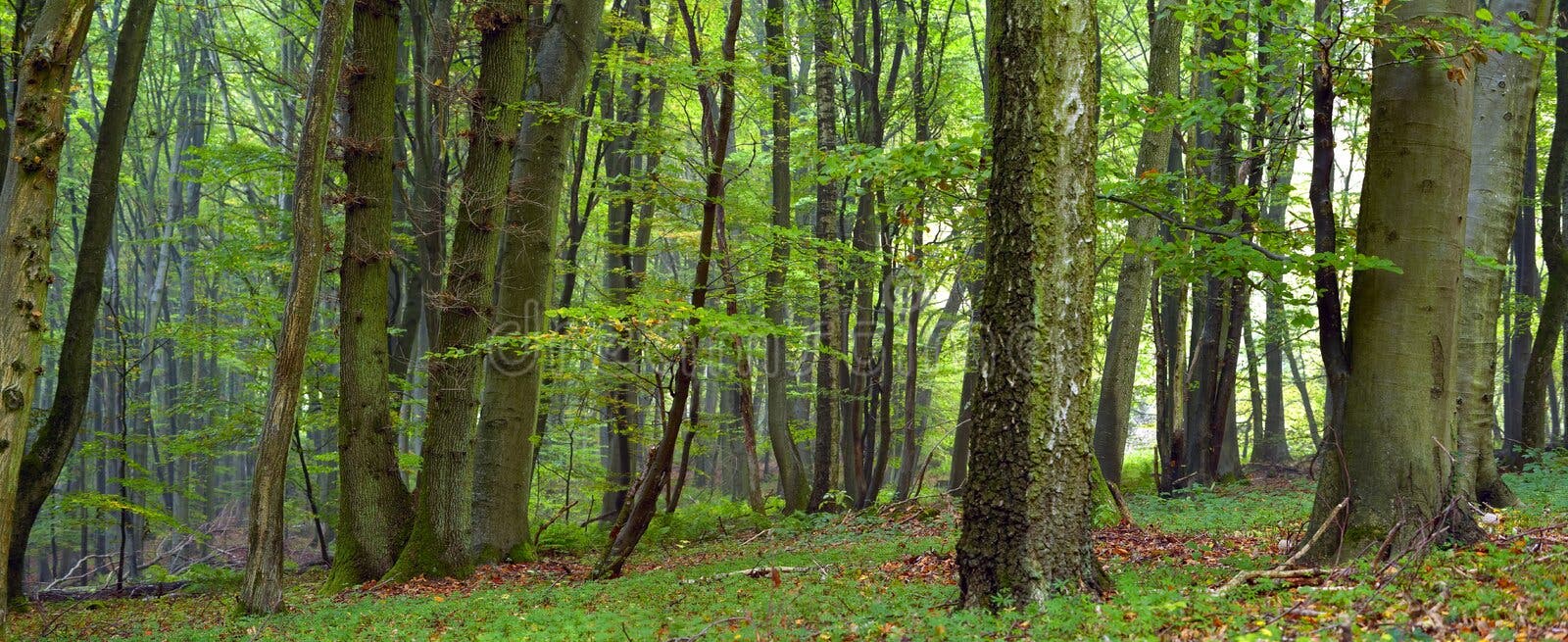 Mixed forest stock photo. Image of tree, foliage, outdoor - 29510284
