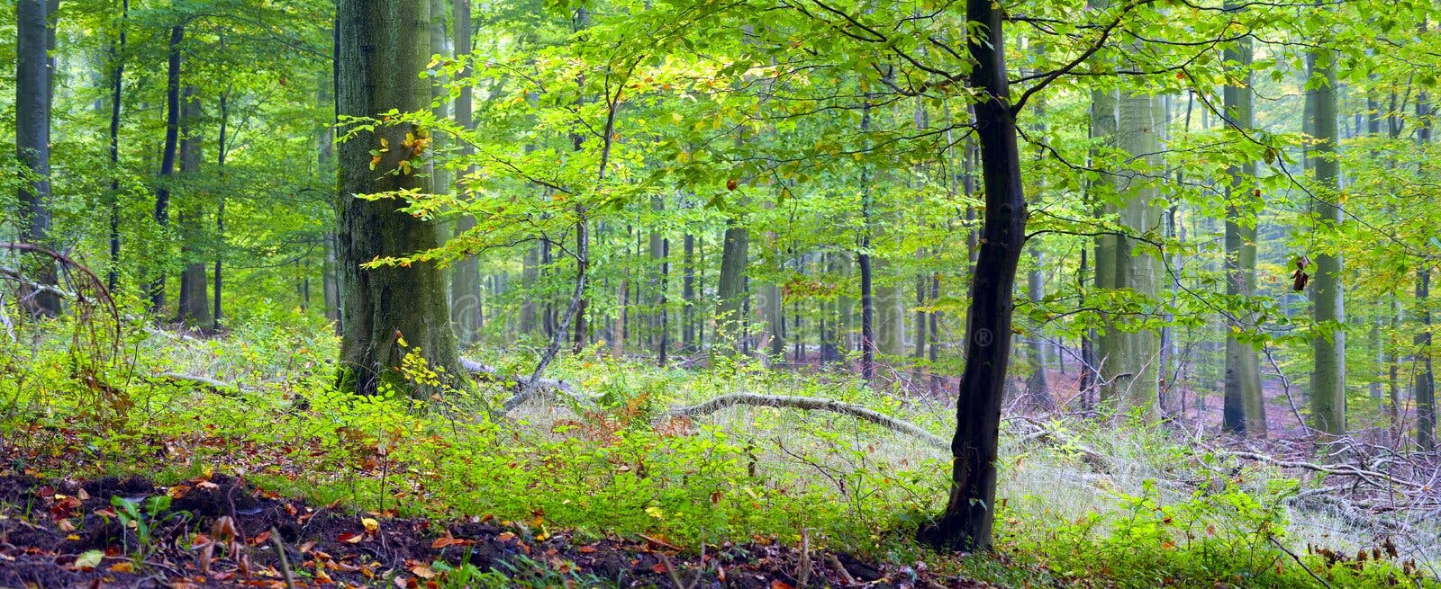 Mixed forest stock photo. Image of tree, foliage, outdoor - 29510284