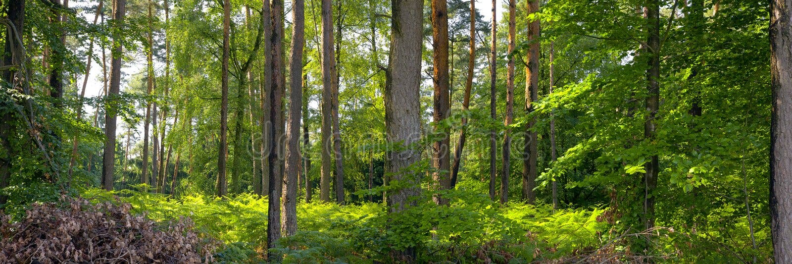 Mixed forest stock photo. Image of tree, foliage, outdoor - 29510284