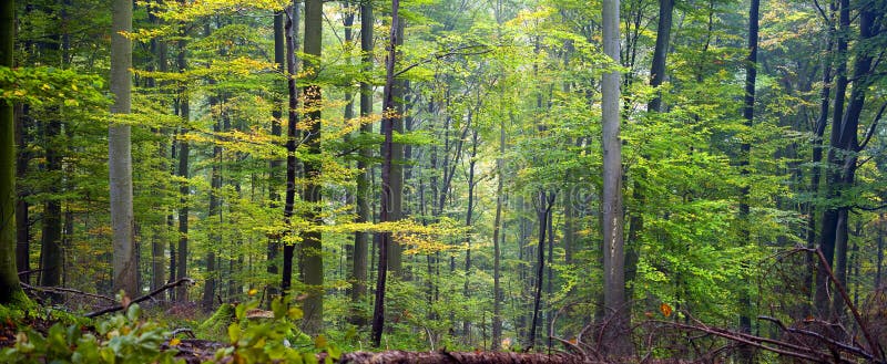 Mixed forest in autumn stock photo. Image of scenery - 16782440