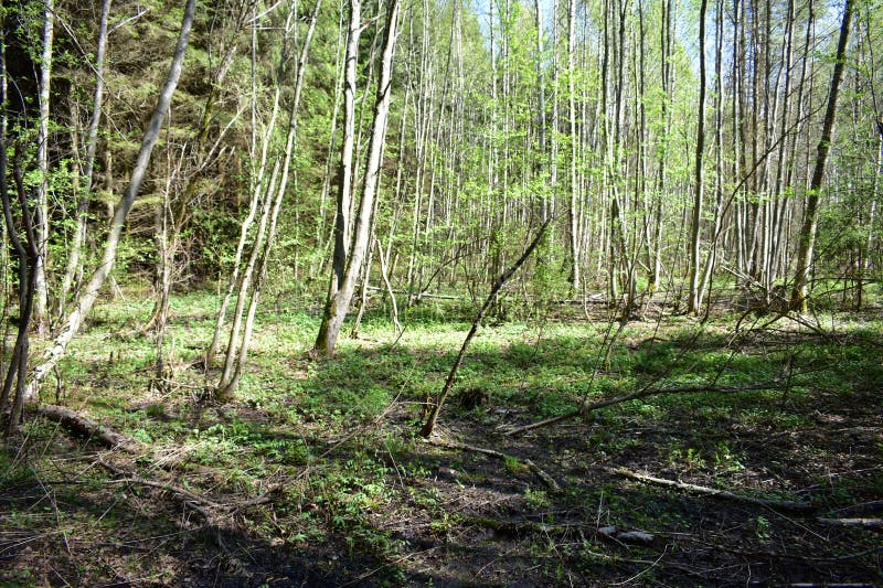 Mixed Forest Area. Coniferous and Deciduous Trees. Green Grass. Moss ...