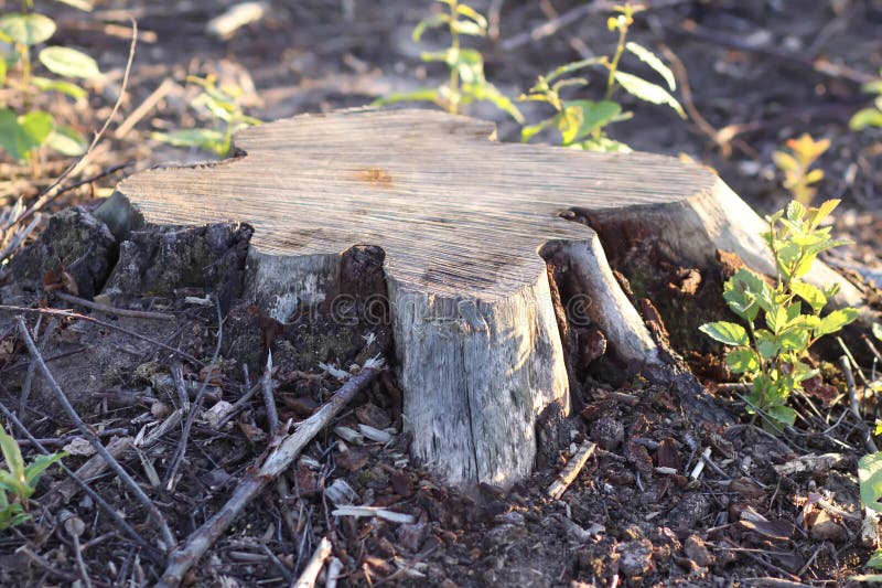 Mixed Forest Area after Felling with Young Growth Stock Image - Image ...