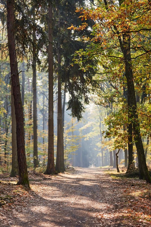 Mixed Forest As Nature and Ecosystem in the Sunshine Stock Photo ...