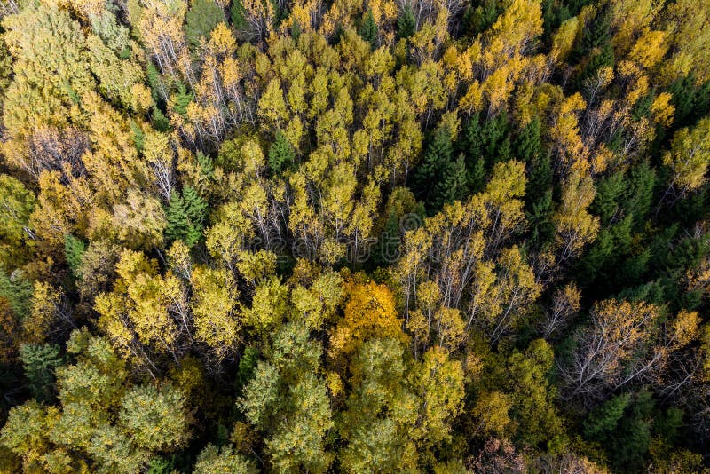 Mixed Forest in Autumn Colors from a Bird`s Eye View Stock Image ...