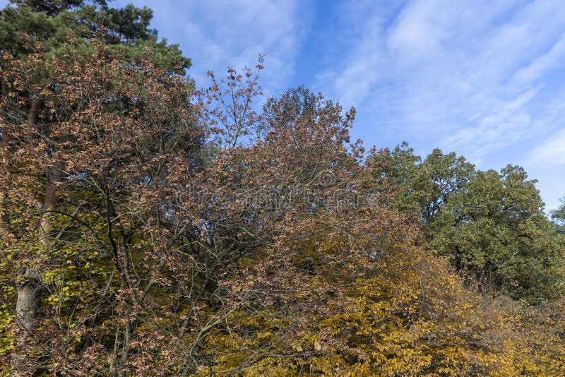 Mixed Forest with Trees of Different Species in the Summer Season Stock ...