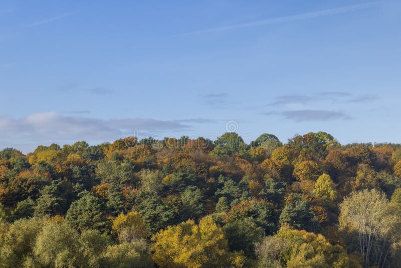 Mixed Forest in the Autumn Season with Different Deciduous Trees Stock ...