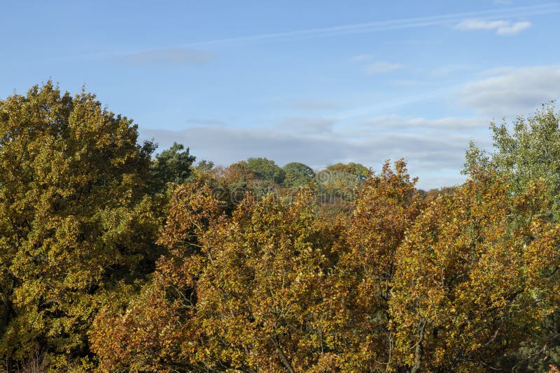 Mixed Forest in the Autumn Season with Different Deciduous Trees Stock ...