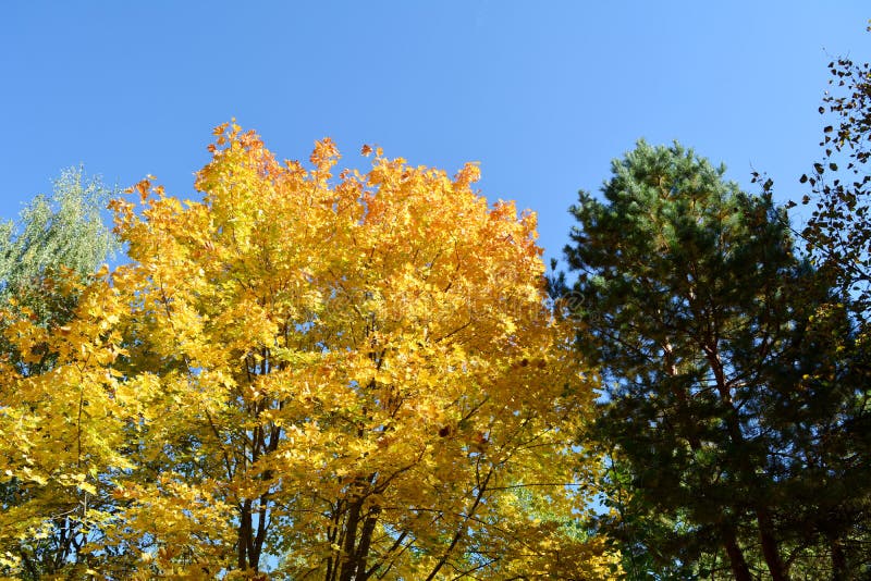 Mixed Maple Autumn Leaves Background Stock Image - Image of crimson ...