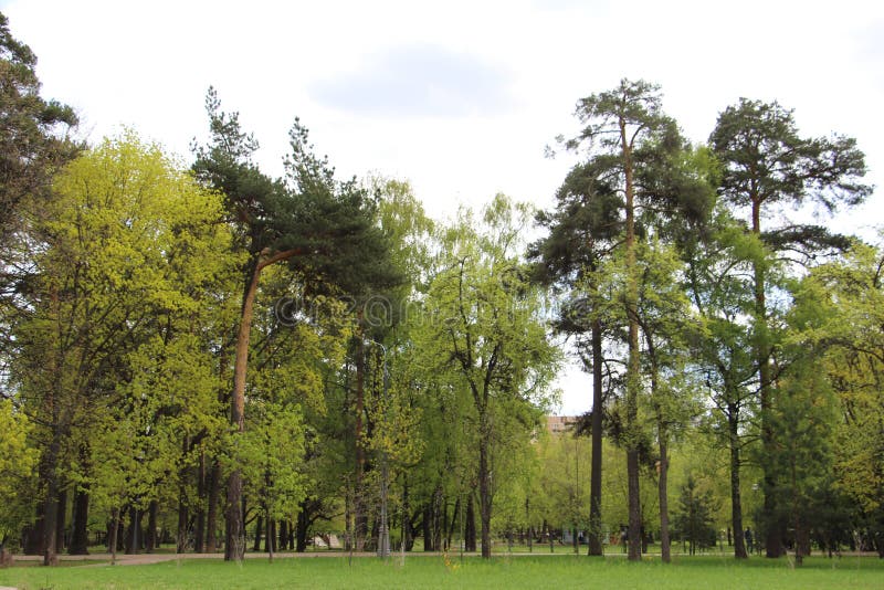 Mixed Forest - Coniferous and Deciduous Trees in the Same Forest Stock ...