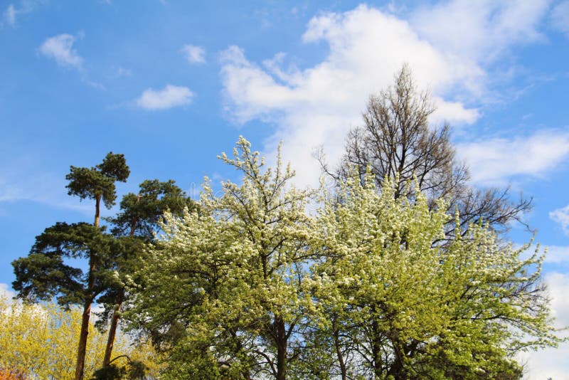Mixed Forest - Coniferous and Deciduous Trees in the Same Forest Stock ...