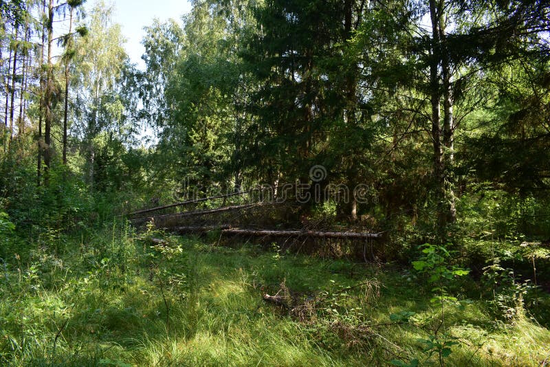 Mixed Forest. Coniferous Spruce and Pine Trees Stock Image - Image of ...