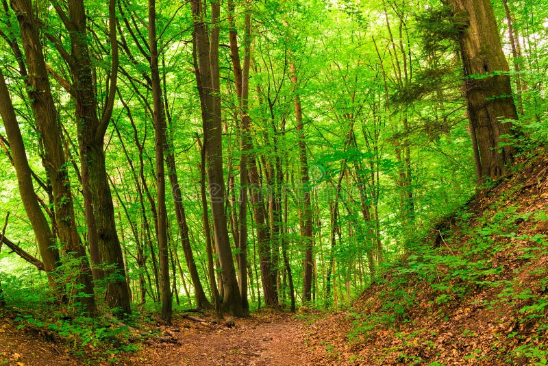 Deciduous forest in summer stock photo. Image of serene - 16673448