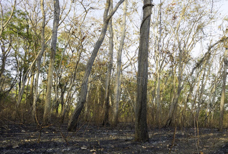 Mixed forest stock image. Image of climate, spring, hardwoods - 209306033