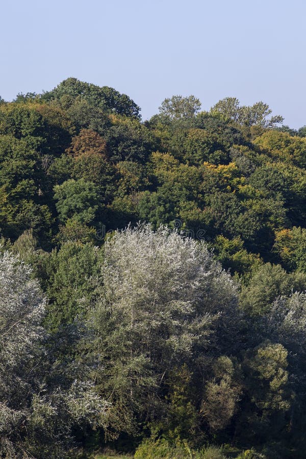Mixed Forest with Different Types of Deciduous Trees Stock Image ...