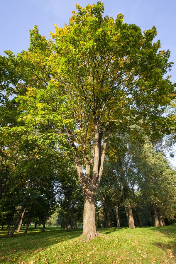Beautiful Forest with Trees of Different Types Stock Photo - Image of ...