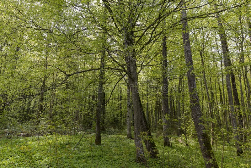 Mixed Forest With Different Types Of Trees Stock Image Image Of Leaves Foliage 321487525