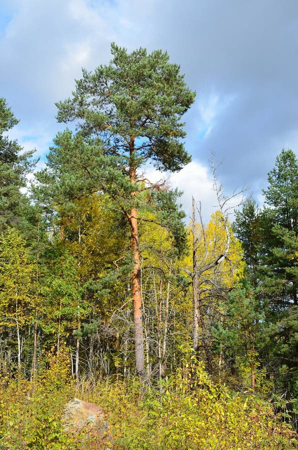 Mixed Forest Dominated by Pine Trees, Karelia Stock Image - Image of ...