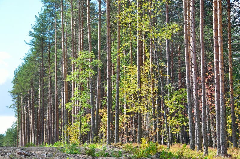 Mixed Forest Dominated by Pine Trees, Karelia Stock Image - Image of ...
