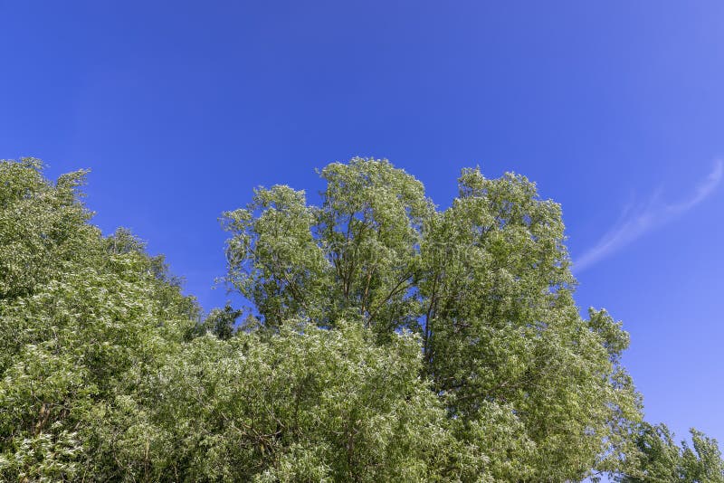 Mixed Forest with Green Foliage on Trees in Clear Weather Stock Photo ...