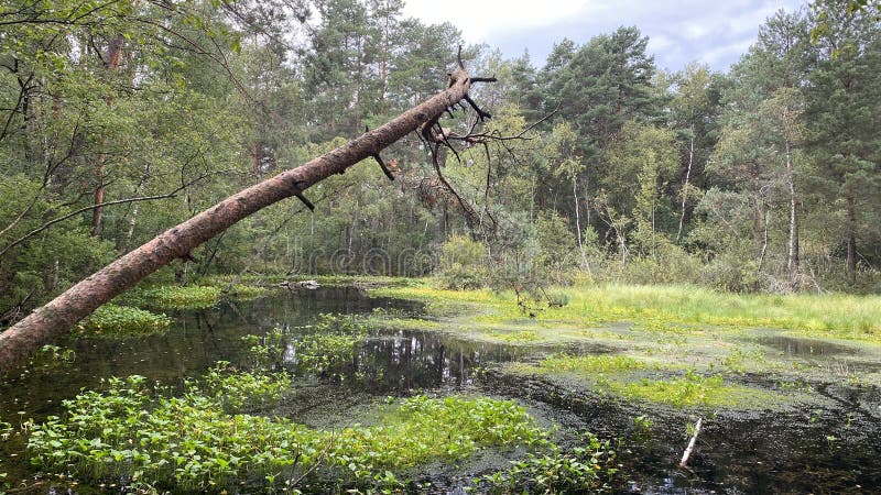 Mixed Forest Growing Wild in Park Scenic Path Stock Image - Image of ...