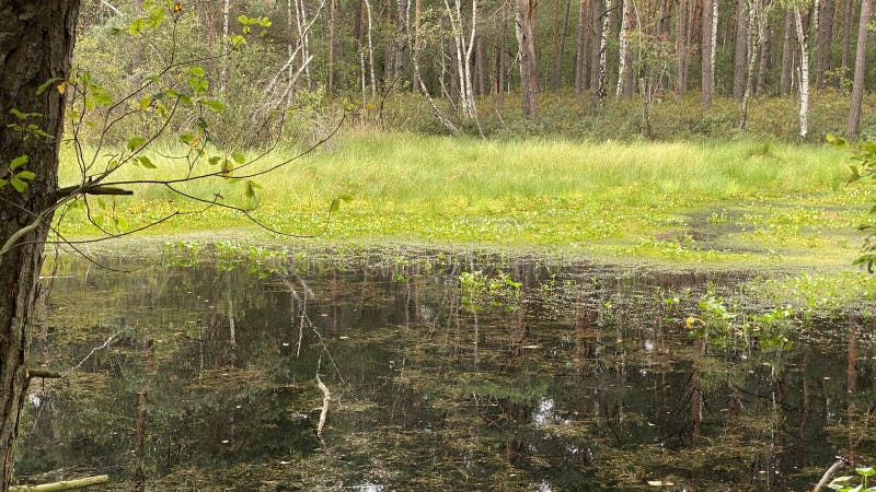 Mixed Forest Growing Wild in Park Scenic Path Stock Image - Image of ...