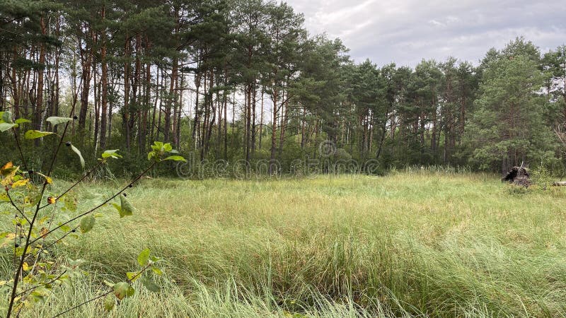 Mixed Forest Growing Wild in Park Scenic Path Stock Image - Image of ...