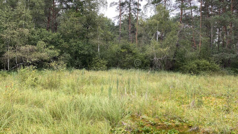 Mixed Forest Growing Wild in Park Scenic Path Stock Photo - Image of ...