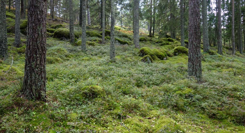 Mixed Forest Landscape in Summer Stock Image - Image of stone, wood ...