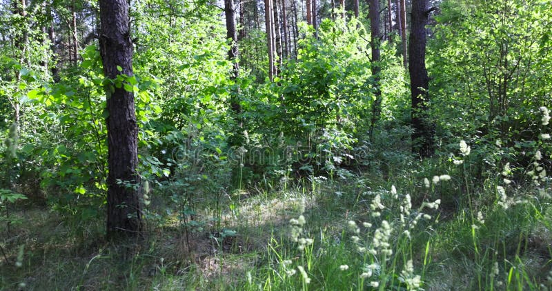 Mixed Forest with Large and Old Trees before Sunset Stock Video - Video ...