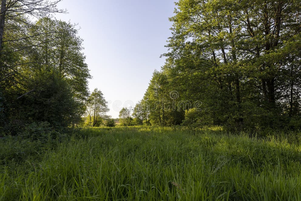 Mixed Forest with Large and Old Trees before Sunset Stock Photo - Image ...