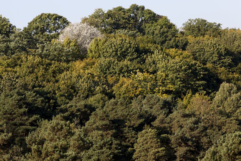 Mixed forest stock photo. Image of decor, foliage, mixed - 132944542