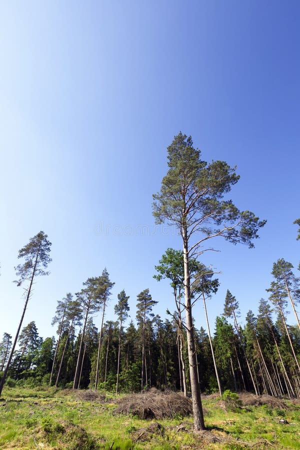 Mixed Forest with Trees of Different Species in the Summer Season Stock ...